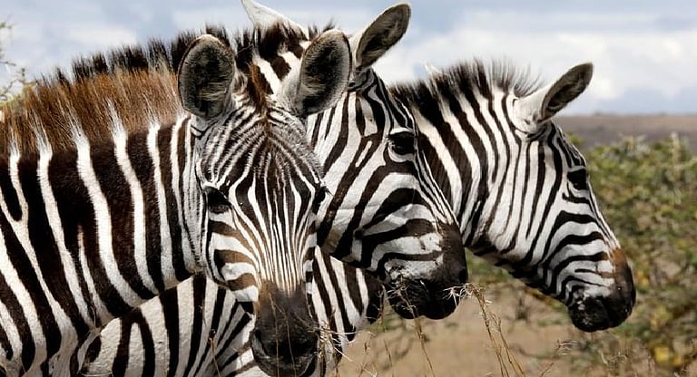Zebra died at Vandalur zoo