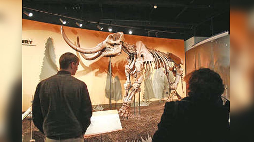 Fred the Mastodon’s tusks reveal a life of fighting & roaming