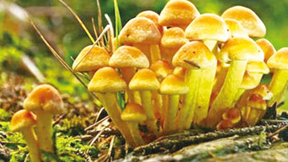 Wild species can help feed the world