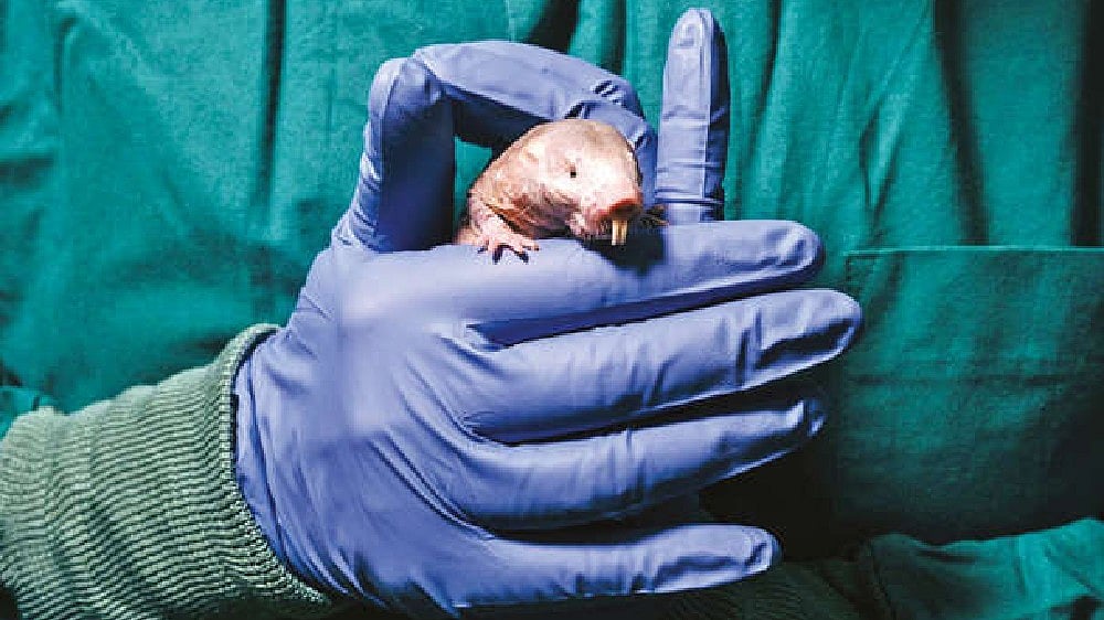 A glimpse into world of animal translators