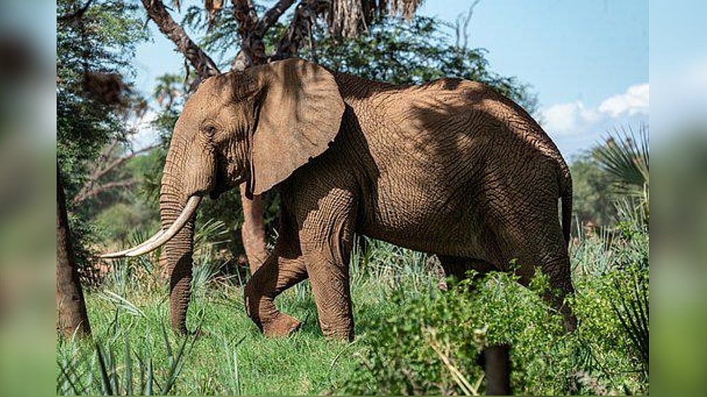 World Elephant Day: 5 ideas to help protect India's population