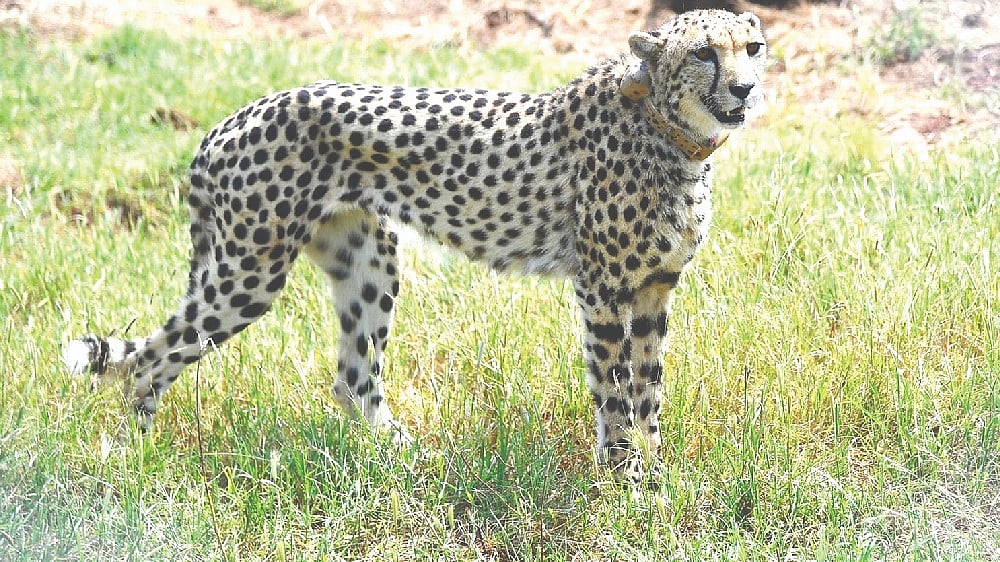 Cheetahs from Namibia savour first meal in India