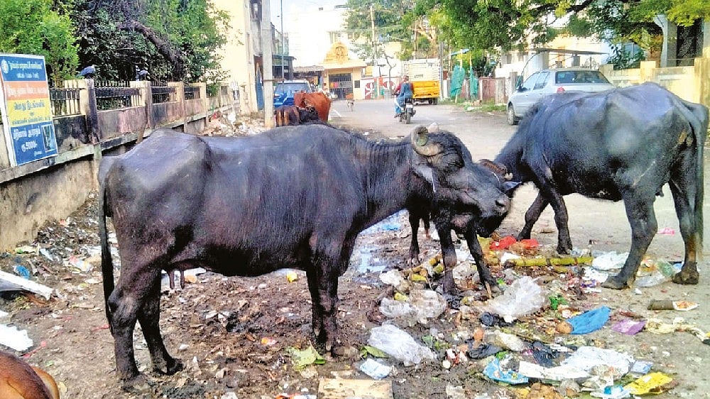 Citizen Connect: Chronic cattle, garbage menace irk Pammal residents
