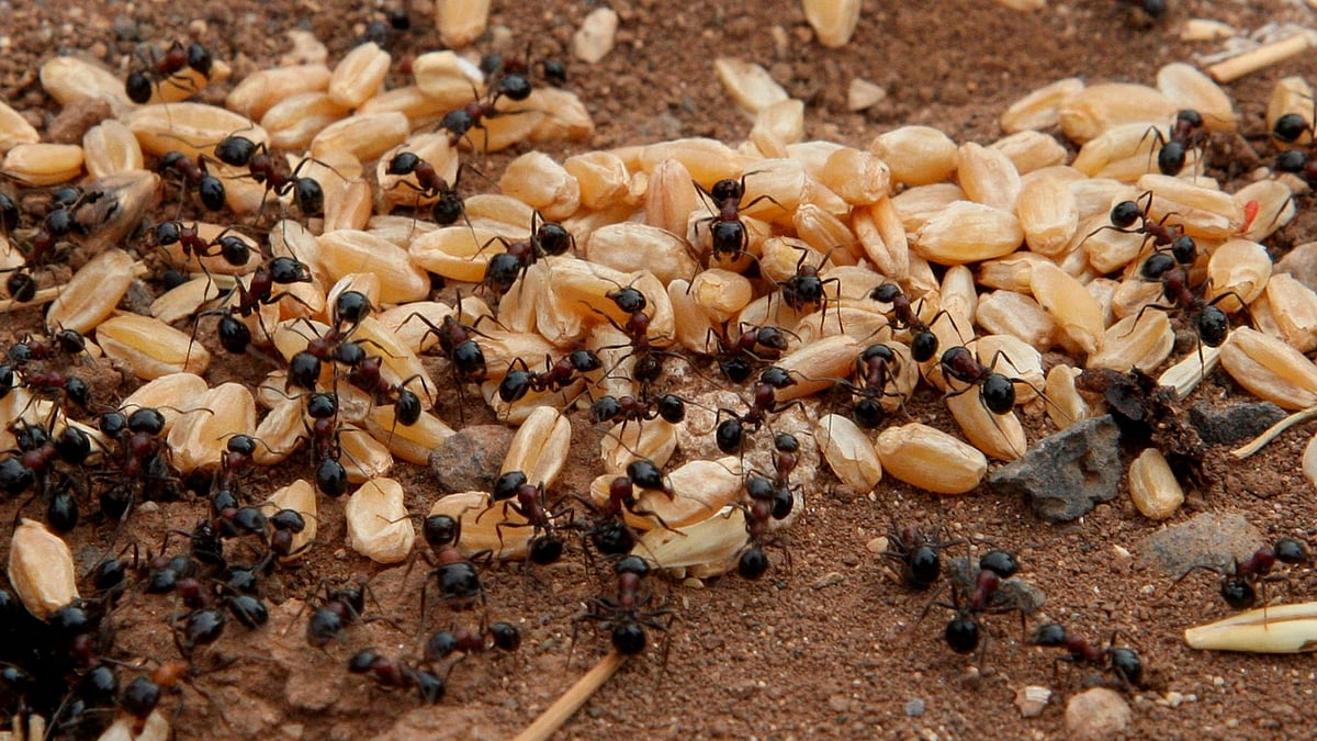 Nutritional benefits of ant milk: It does a colony good
