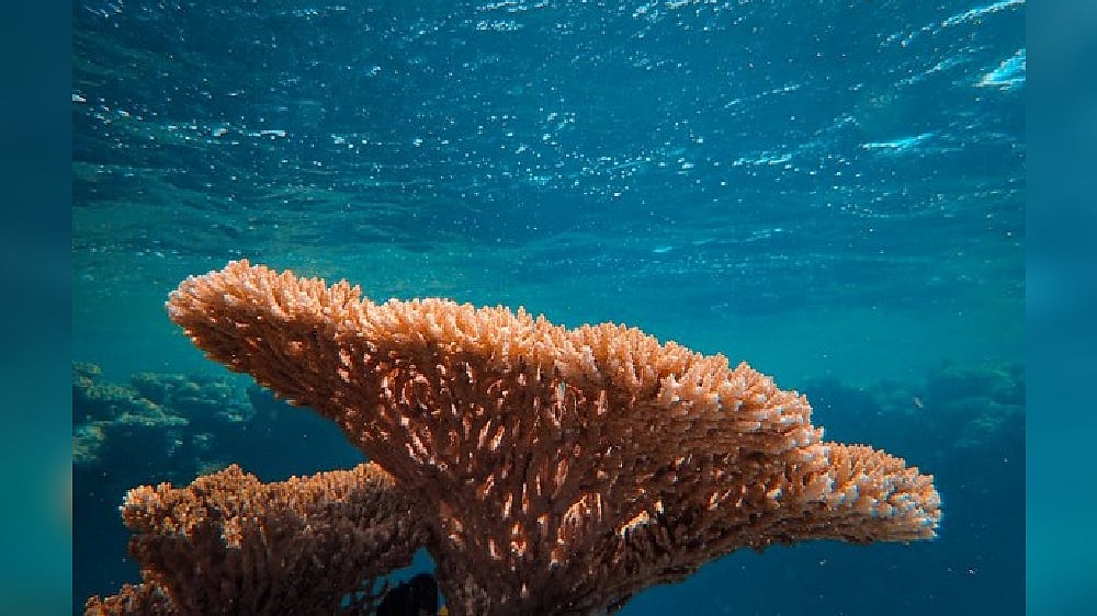 Chennai’s NIOT to establish world's first Deep-Sea Marine Microbe ...