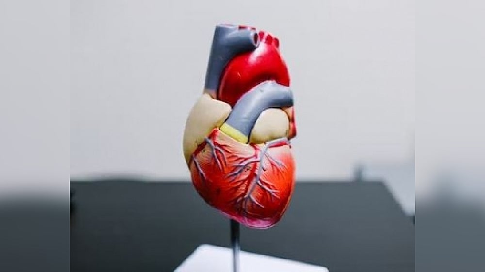 Female, male hearts respond differently to stress hormone