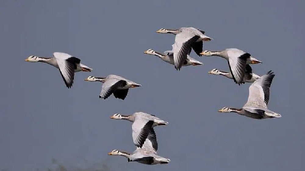 'Jatayu', the mascot for bird festival in UP