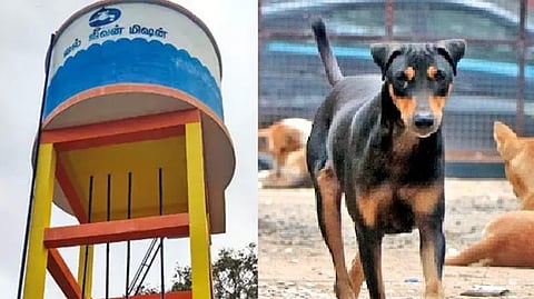Carcass of dog found inside overhead tank in Sivakasi