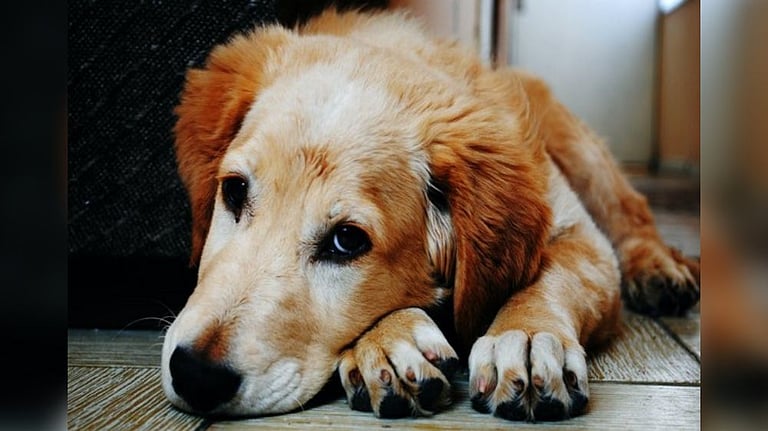 Genetic test can detect deadly bleeding disorder in dogs