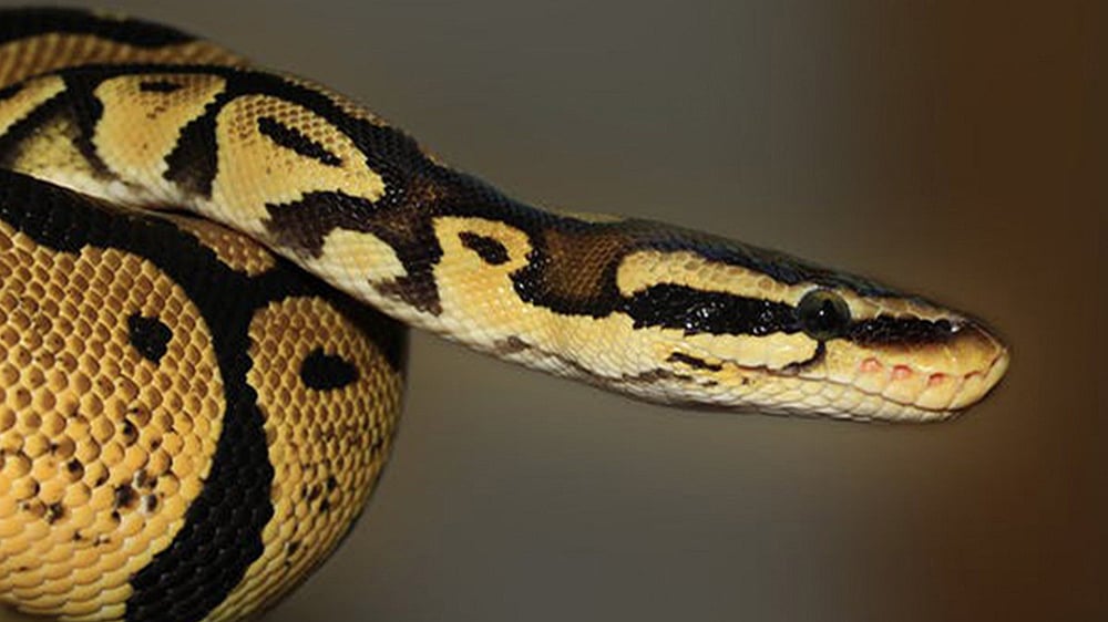 Snakes can hear more than you think: Study