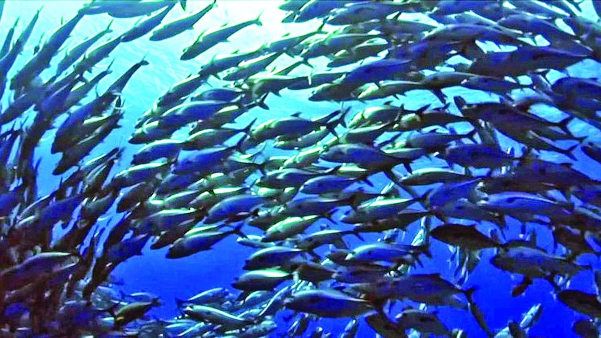 Oceanic mission: Saving high seas from overfishing, pollution