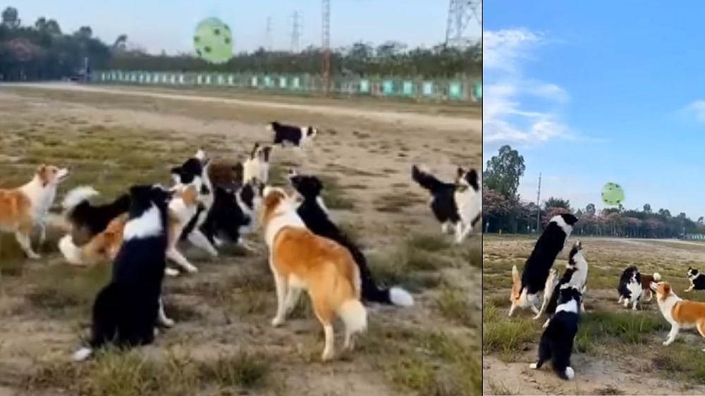New football team ready: Video of pack of dogs playing goes viral