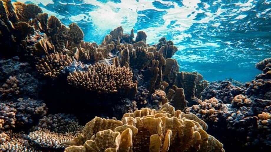 Environmental DNA could measure coral reef biodiversity more accurately