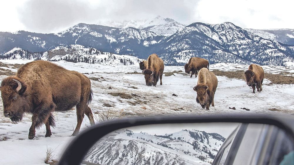 Historical culling: Mass Yellowstone hunt kills 1,100 bison