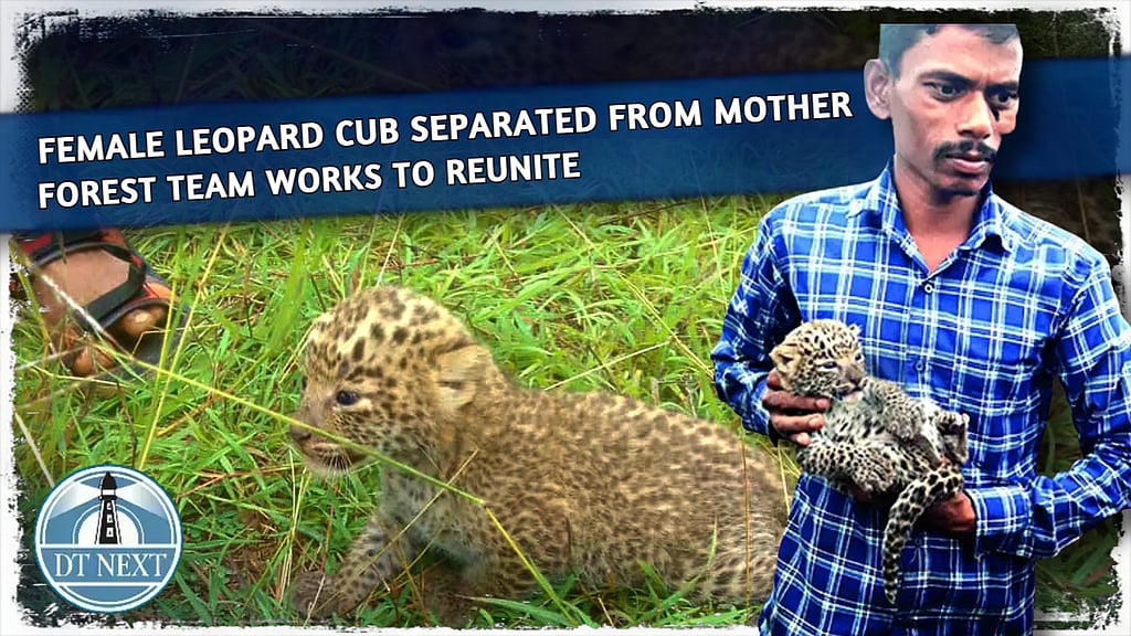 Forest Team works to reunite leopard cub with mother after separation