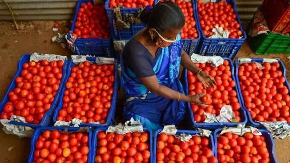 Tomato prices fall sharply at Koyambedu wholesale market