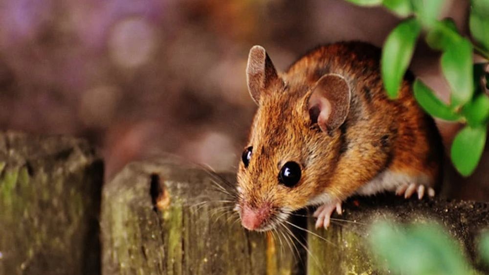 New method that lowers crop damage from mice, during plague: Study