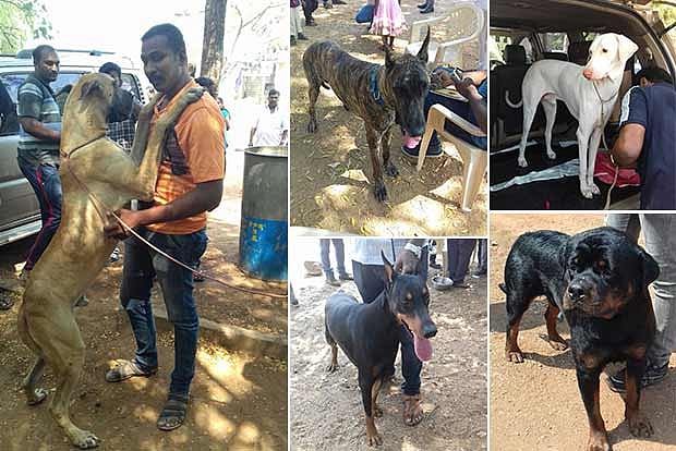 Native canine breeds turn centre of attraction at Madurai dog show