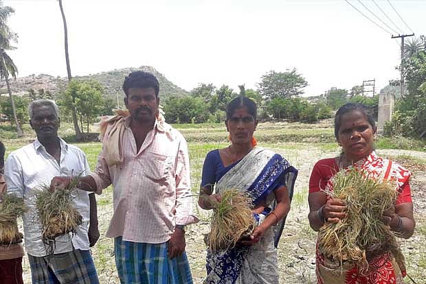 Paddy crops wither as motors go without power