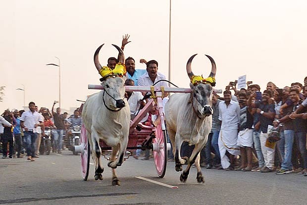 PeTA alleges cruelty at Rekla bullock cart race events