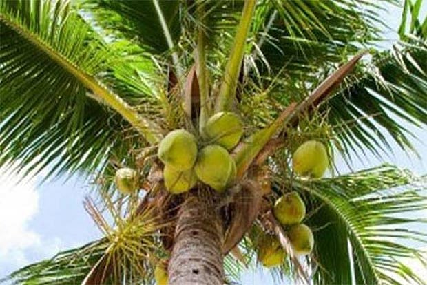Niu Neer coconut delivery app to serve coconut water