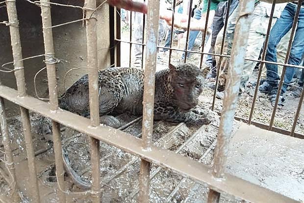 Prowling male leopard trapped, translocated to STR