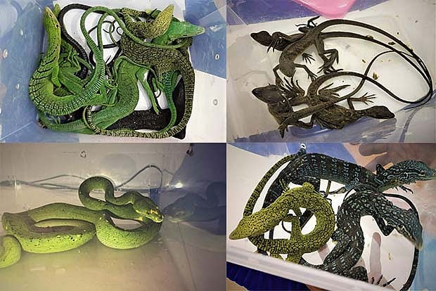 Exotic pythons, lizards from Kuala Lumpur seized at airport, 2 held