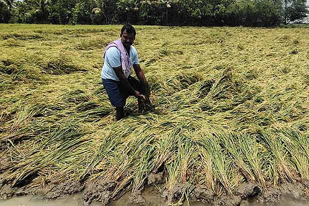 Kuruvai in 1000 acres under water