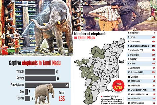 Understanding the Elephant count