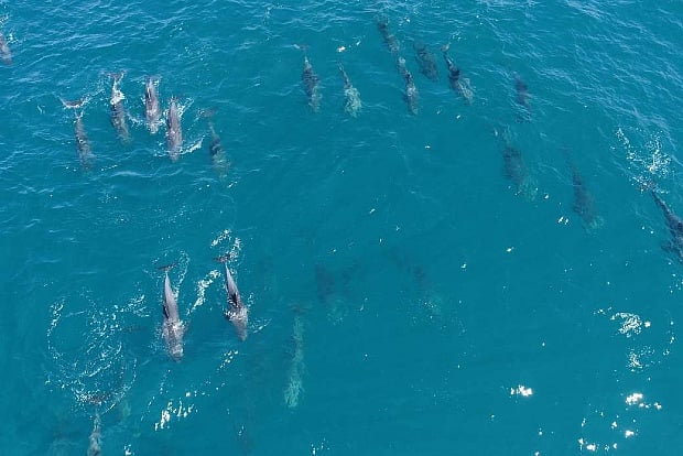 'Heartwrenching': at least 40 dolphins dead near Mauritius oil spill