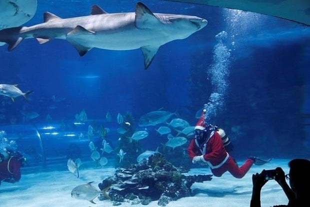 Submarine Santa brings festive cheer to Tokyo aquarium