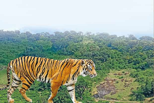 Tiger, tiger burning bright in Tamil Nadu