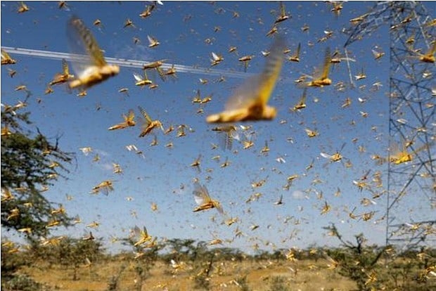 Locusts damage over 1,100 hectares of crops in Nepal