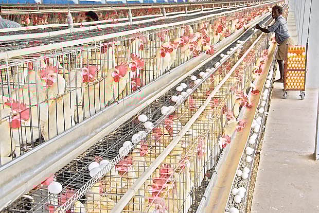 Rumours bring down sale of chicken in city