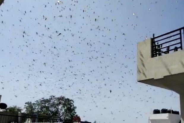 Locust invasion warning in Odisha