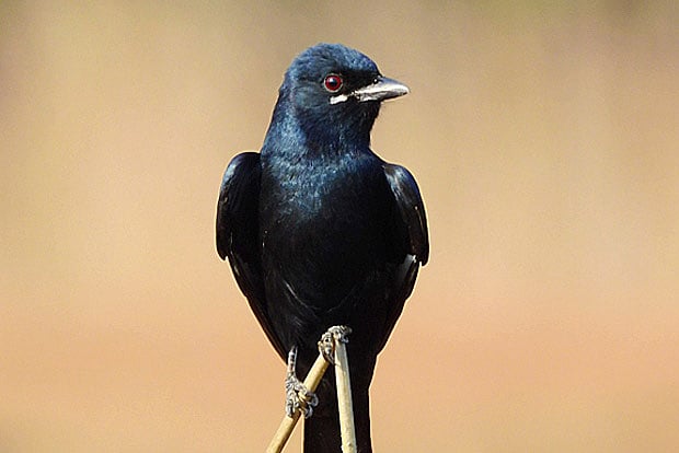 Biologists urge study of locust-eating birds