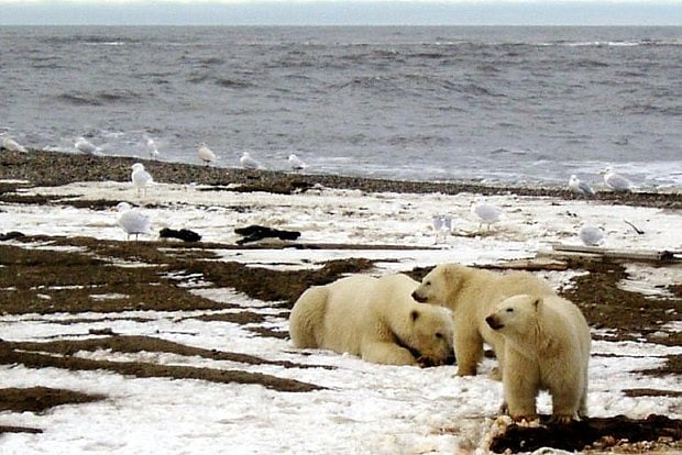 US moves to loosen safety rules for Arctic Ocean oil drilling