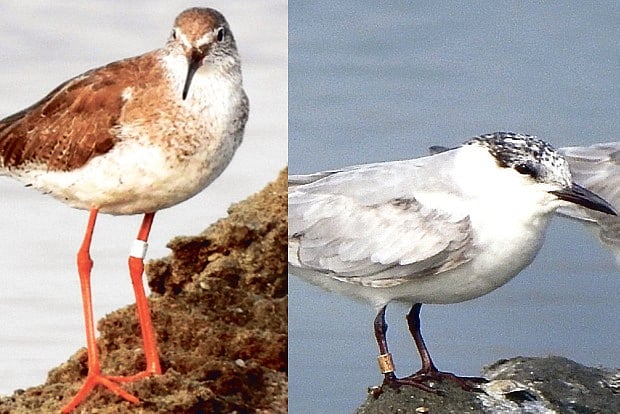 2 tagged birds from Arctic region spotted at Manakudy Bird Reserve