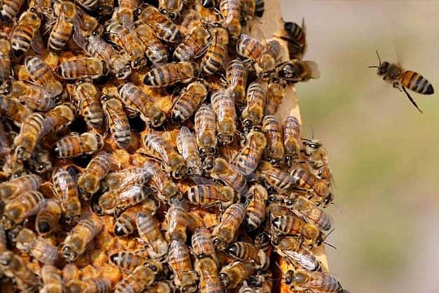 Like bees, wasps 'valuable' for ecosystems, human health