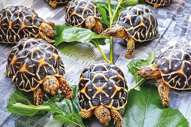 Hundreds of seized star tortoises released into Guindy but they fail to ...