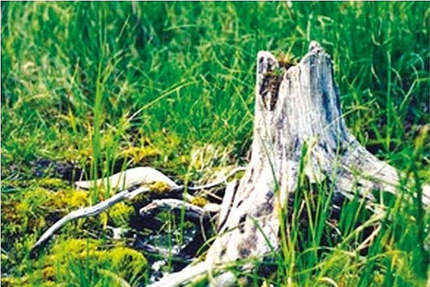 Nature’s in-built climate change repellent