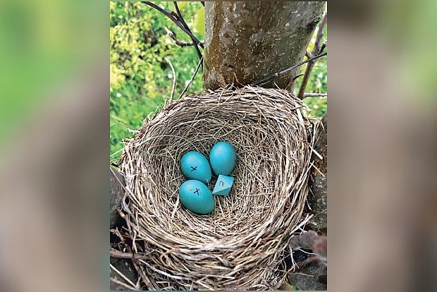 robin eggs hatching