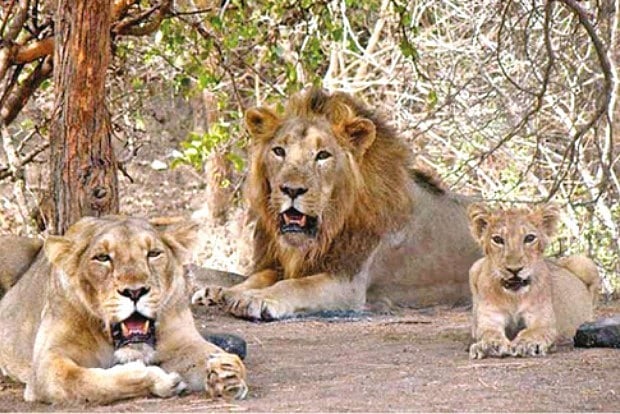 COVID-positive lions at Vandalur zoo out of danger