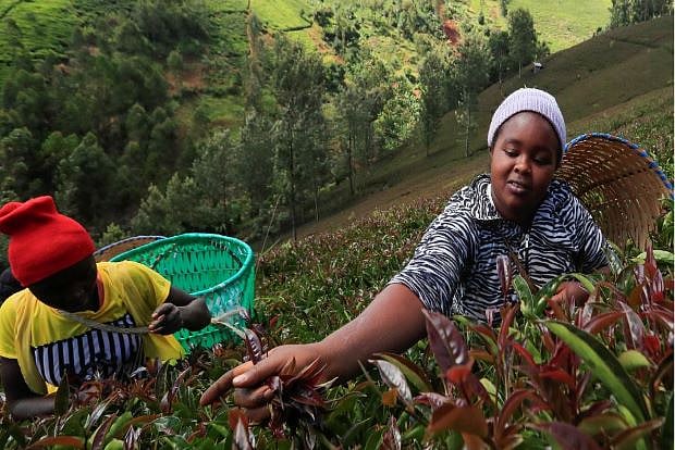 In Kenya, speciality tea finds favour with health conscious consumers