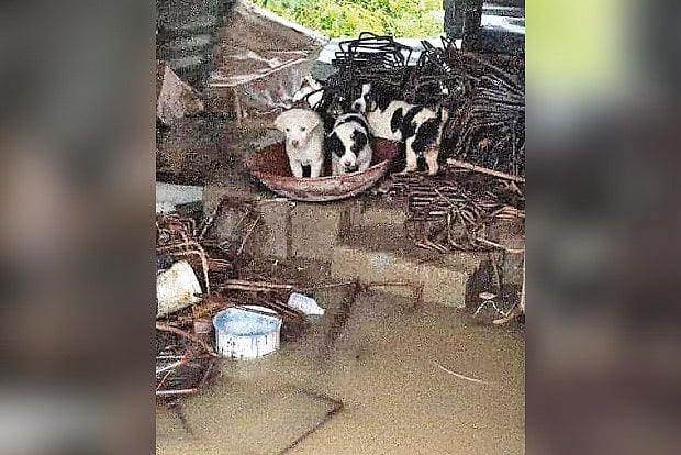 50 abandoned animals stuck in Chennai floods rescued by activists