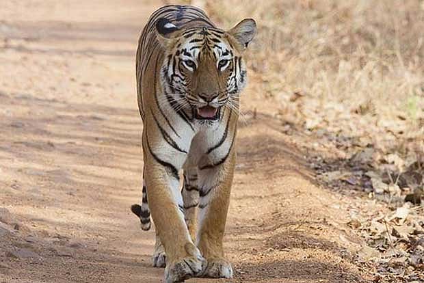 Masanagudi in TN tense with killer tiger still on the prowl