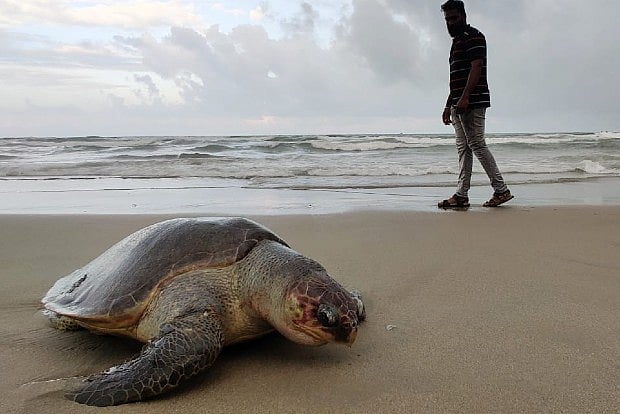 Olive Ridley turtles' nesting faces sea erosion risk in Odisha