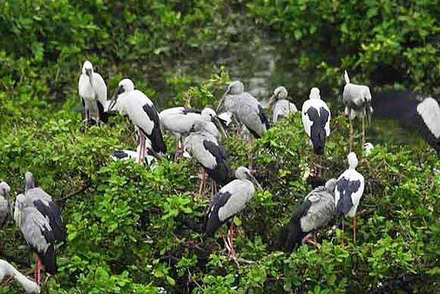 Rejuvenation of tanks in Nellai, Kumari undertaken to attract more birds