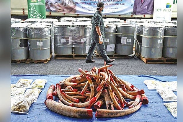 To nab a killer: Stopping elephant and wildlife poachers