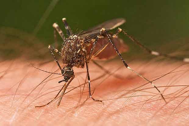 Plans to use drones for mosquito control revived